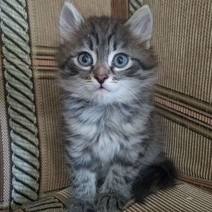 Котёнок от частного владельца