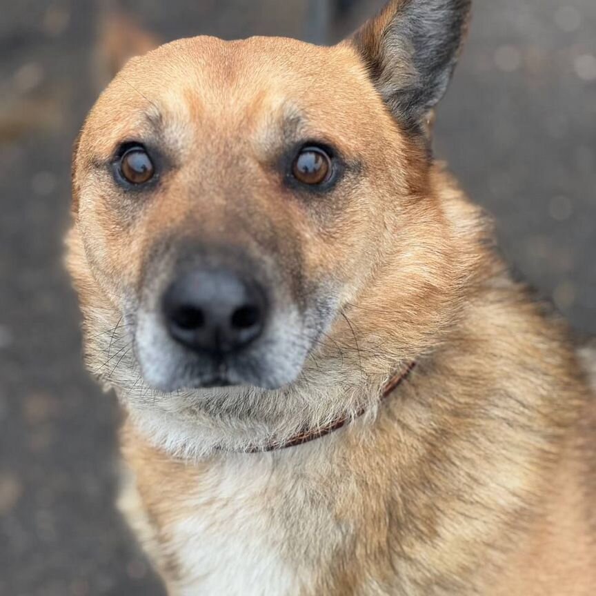 Собака в добрые руки