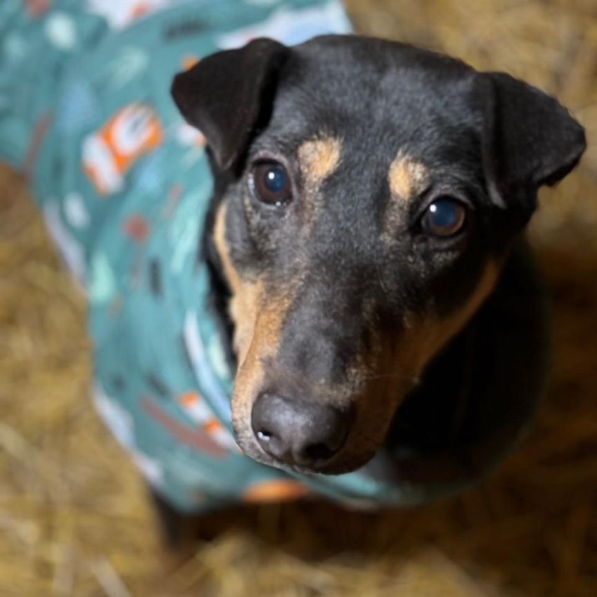 Малышке Цыпе нужен дом