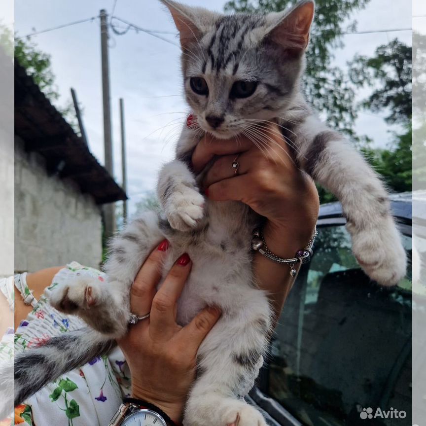 Кошечки. Кошки. Котята