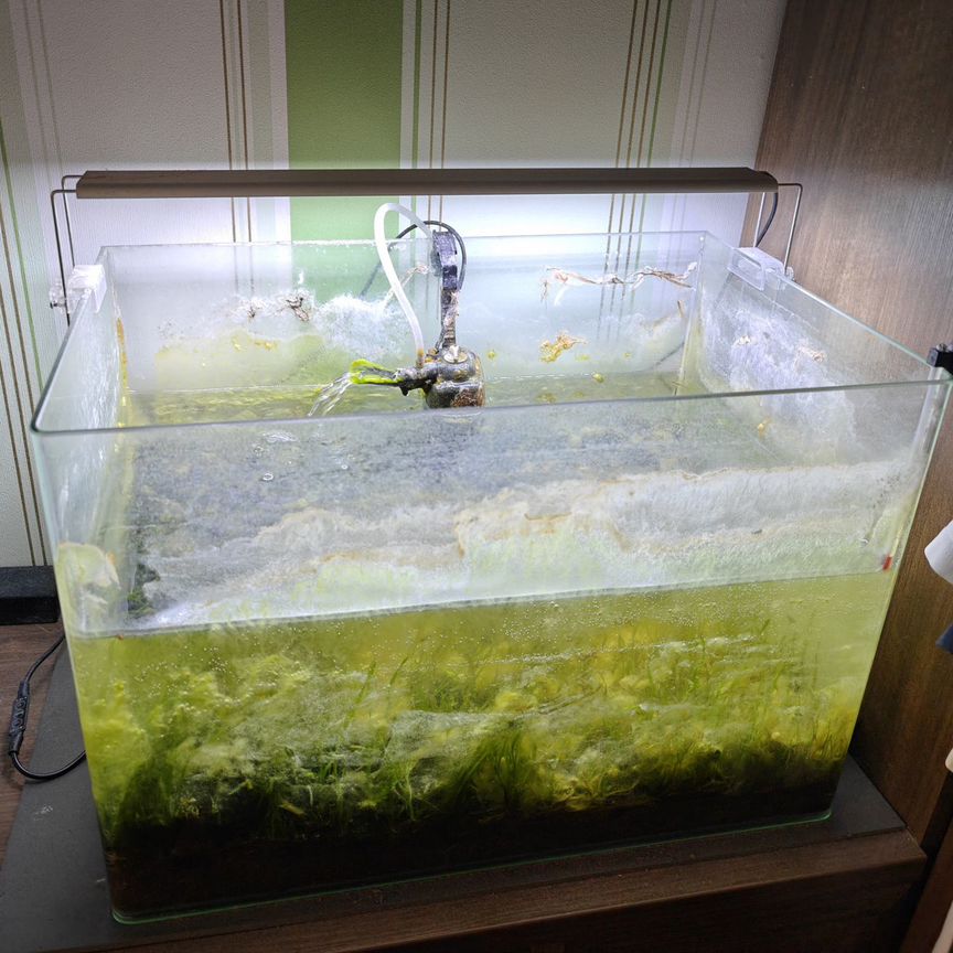 Аквариум с гуппи