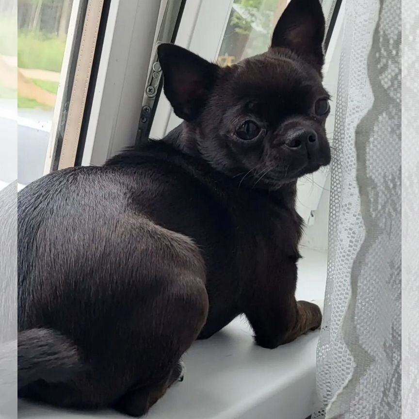 Чихуахуа, взрослая собака