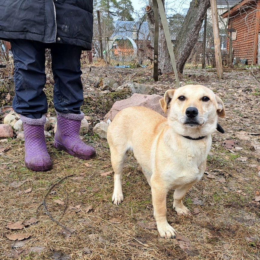 Собака в добрые руки