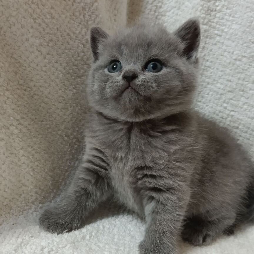 Британские котята