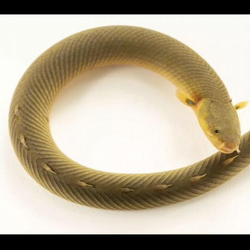 Каламоихт рыба змея