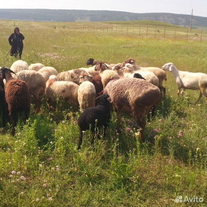 Бараны на Курбан байрам