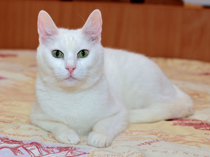Котята и кошки в добрые руки