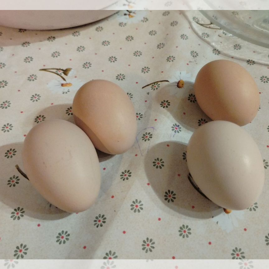 Инкубационное яйцо мини мясных палевых