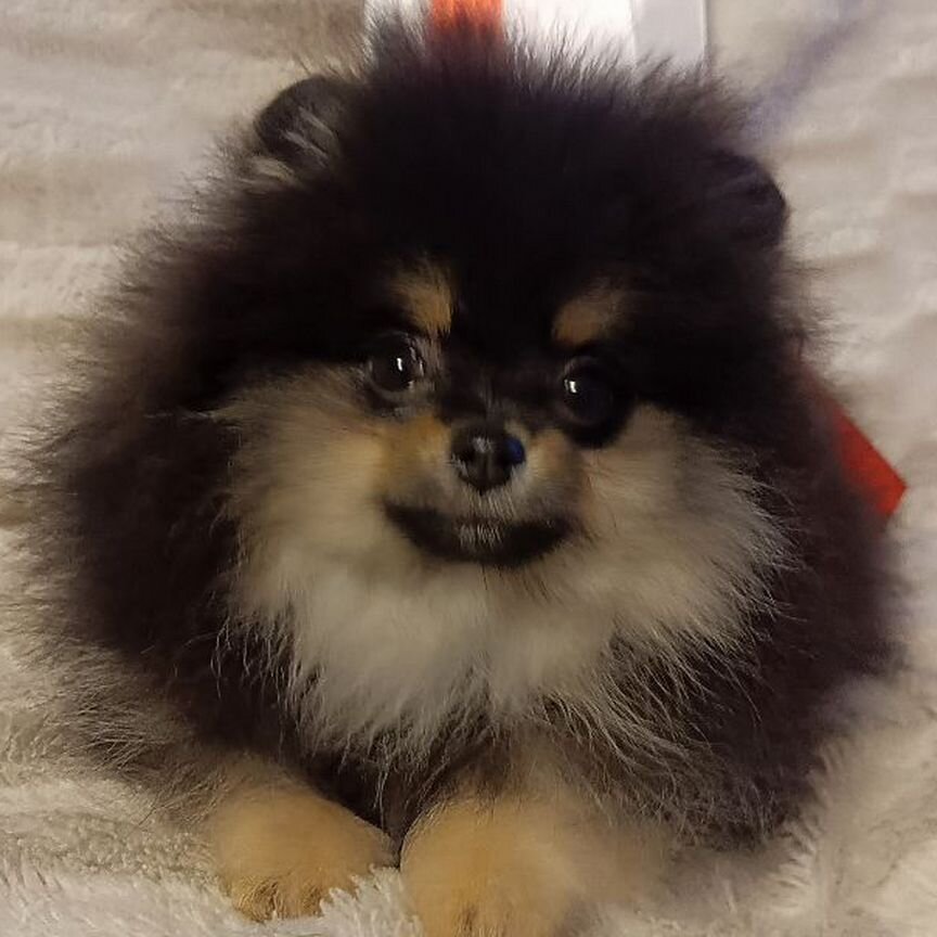 Померанский шпиц, щенок