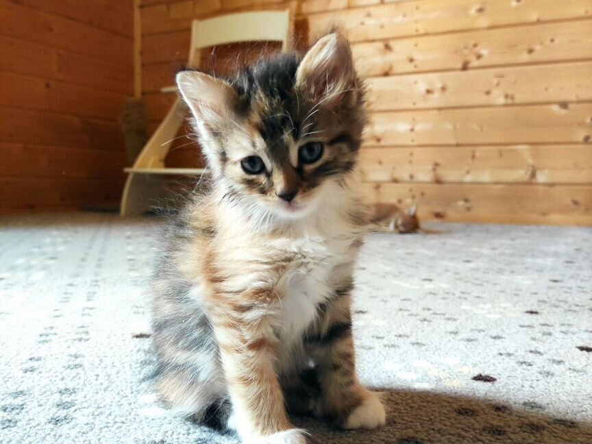 Сибирские котята