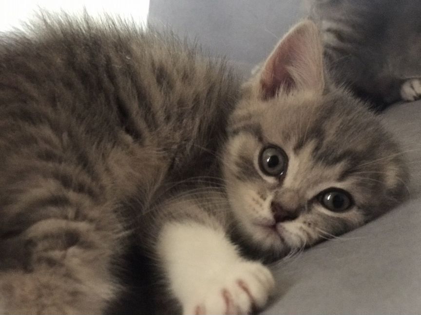 Шотландские прямоухие котята