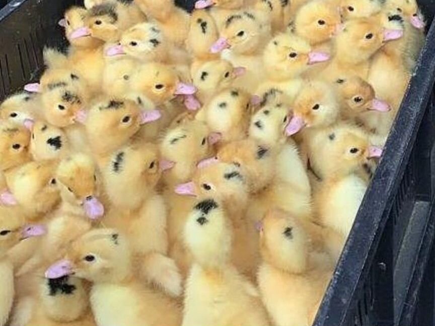 Бройлерные утята Мулард