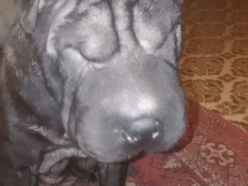 Отдаем в добрые руки