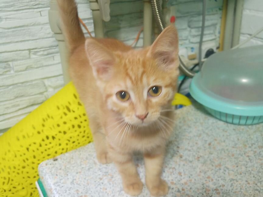 Котята подростки 4 месяца