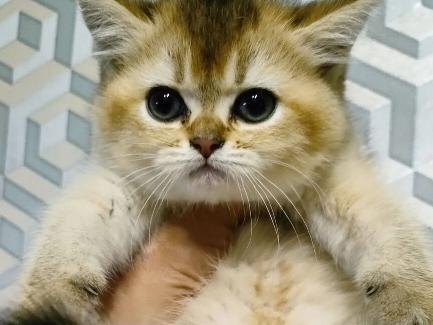 Котята золотая шиншилла