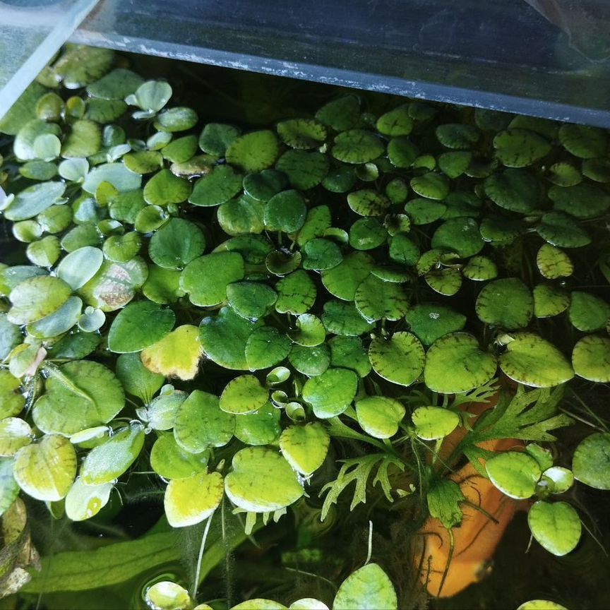 Отдам прополку Лимнобиума за вкусную шоколадку