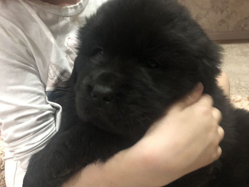 Щенки ньюфаундленда