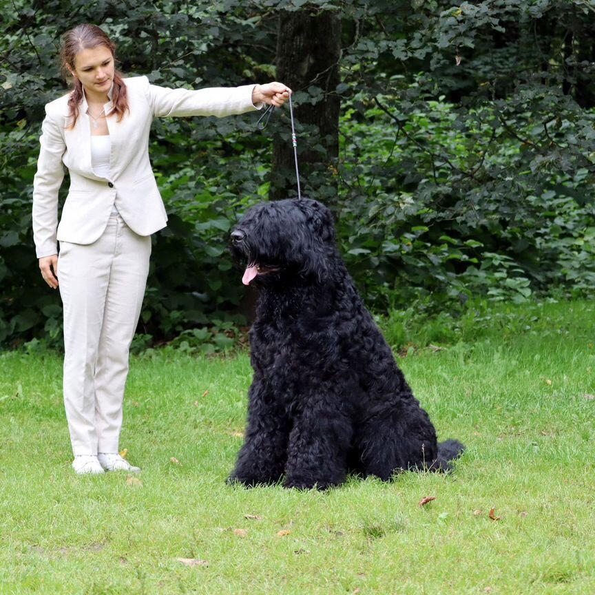 Кобель рчт для вязки