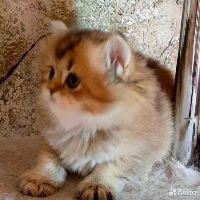 Супер котята,привиты