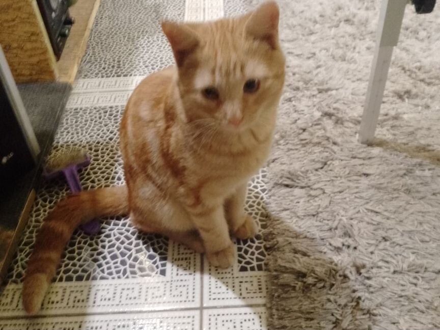 Котята в добрые руки бесплатно