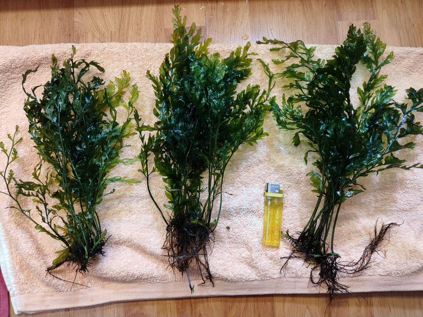 Папоротник болбитис