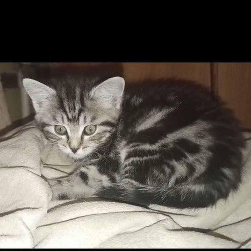 Шотландский прямоухий длинношёрстный котёнок