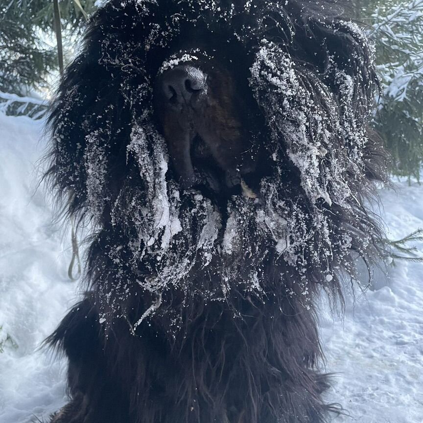 Тибетский мастиф щенки на продажу