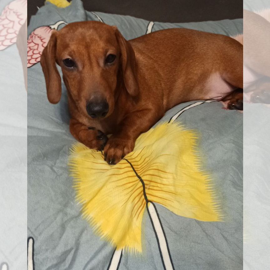 Кроличья такса, щенок