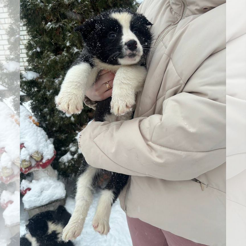 Русско европейская лайка