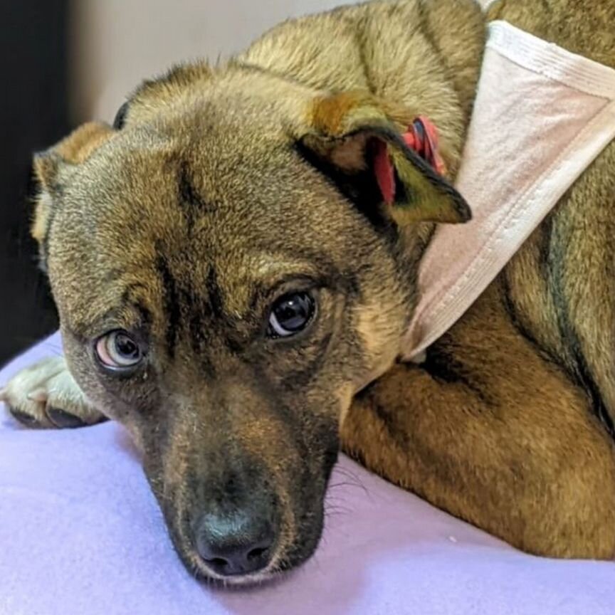 Взрослая собака в добрые руки