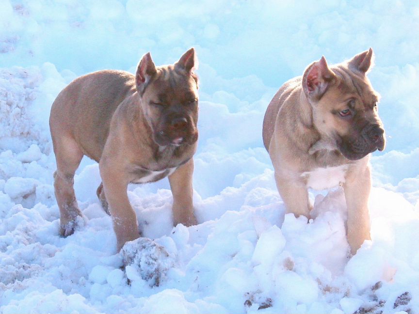 Кане корсо. Девочки форментино