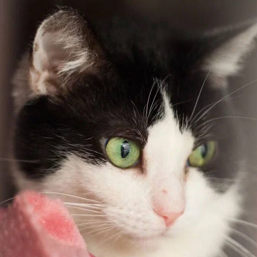 Кошечка в дар