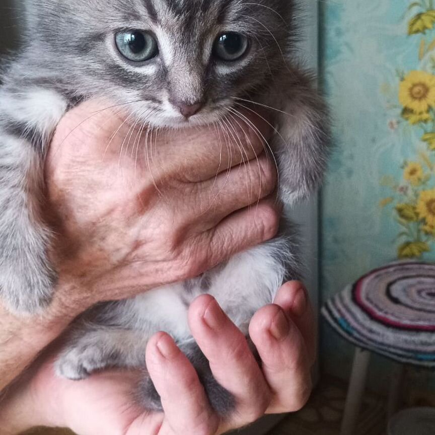 Котёнок в добрые руки