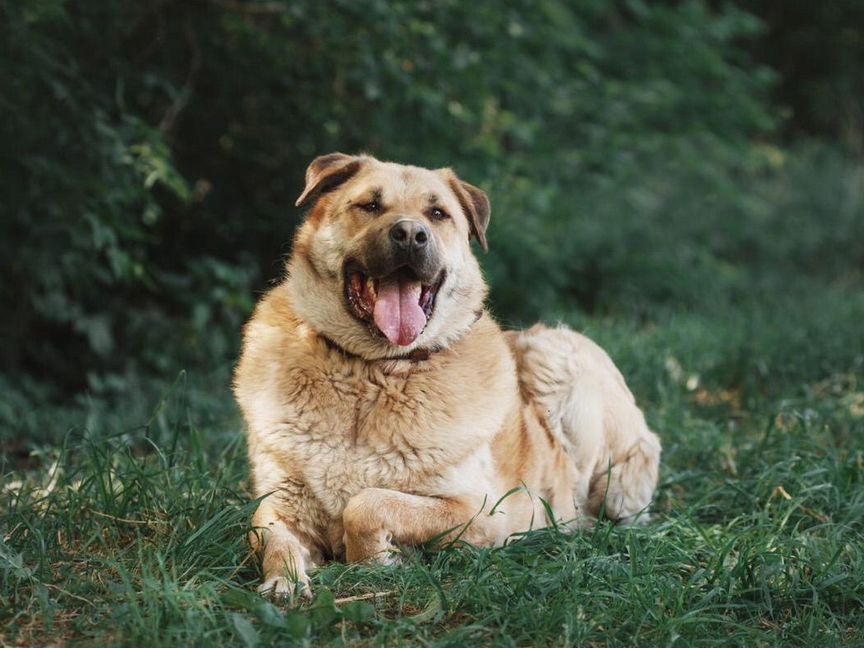 Мужественный Портос ждет в приюте
