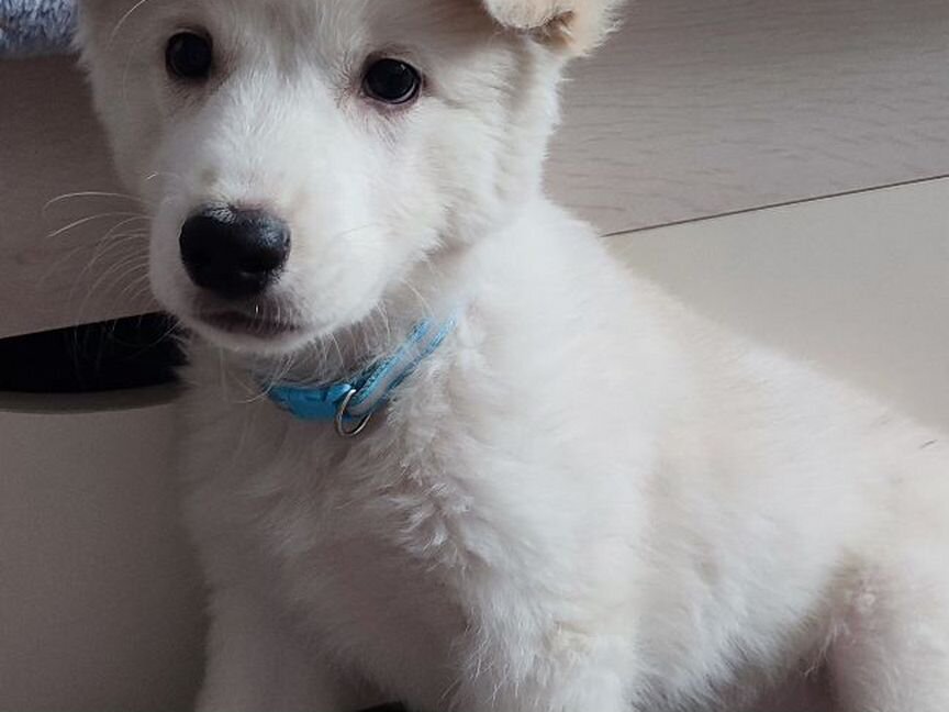 Собака