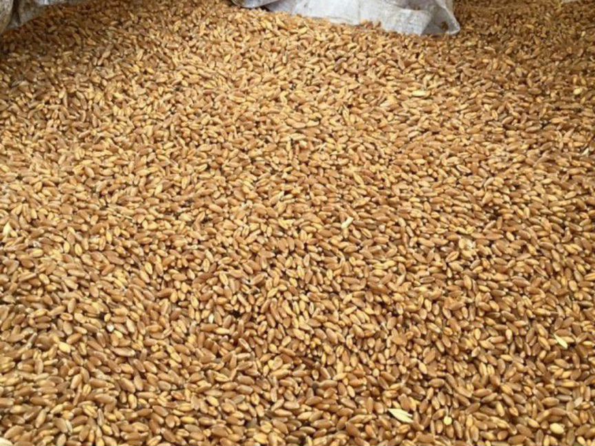 Зерно пшеница ячмень кукуруза горох