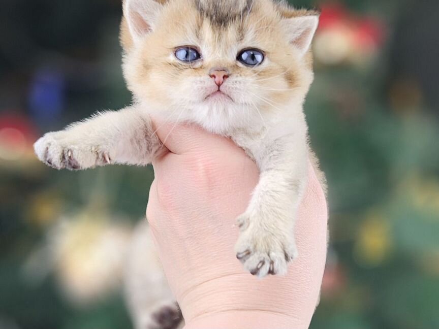 Шотландец скоттиш страйт