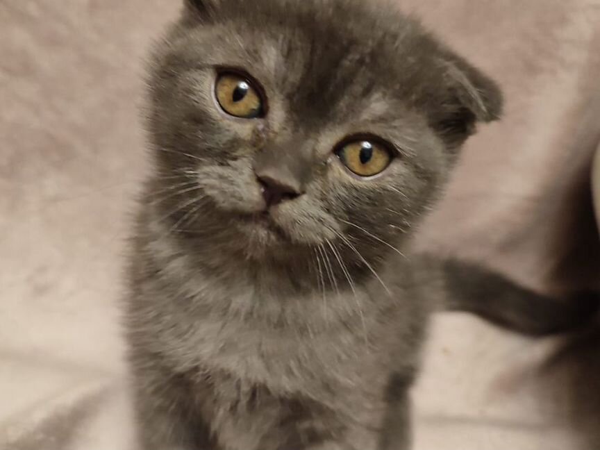 Шотландские мраморные девочки