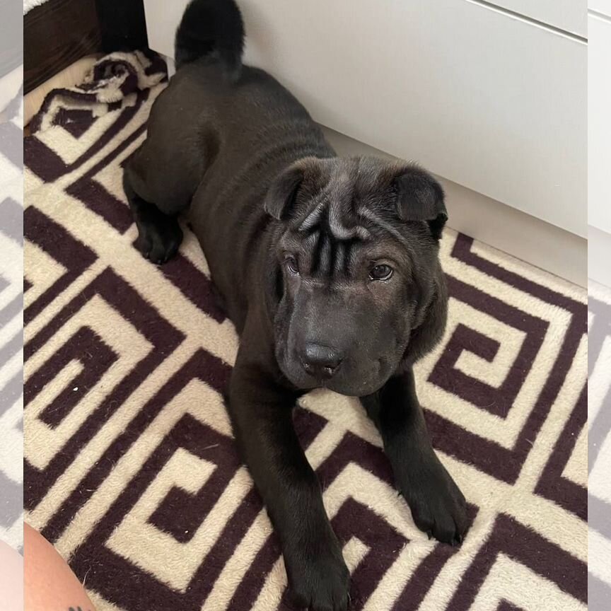 Шарпей, щенок