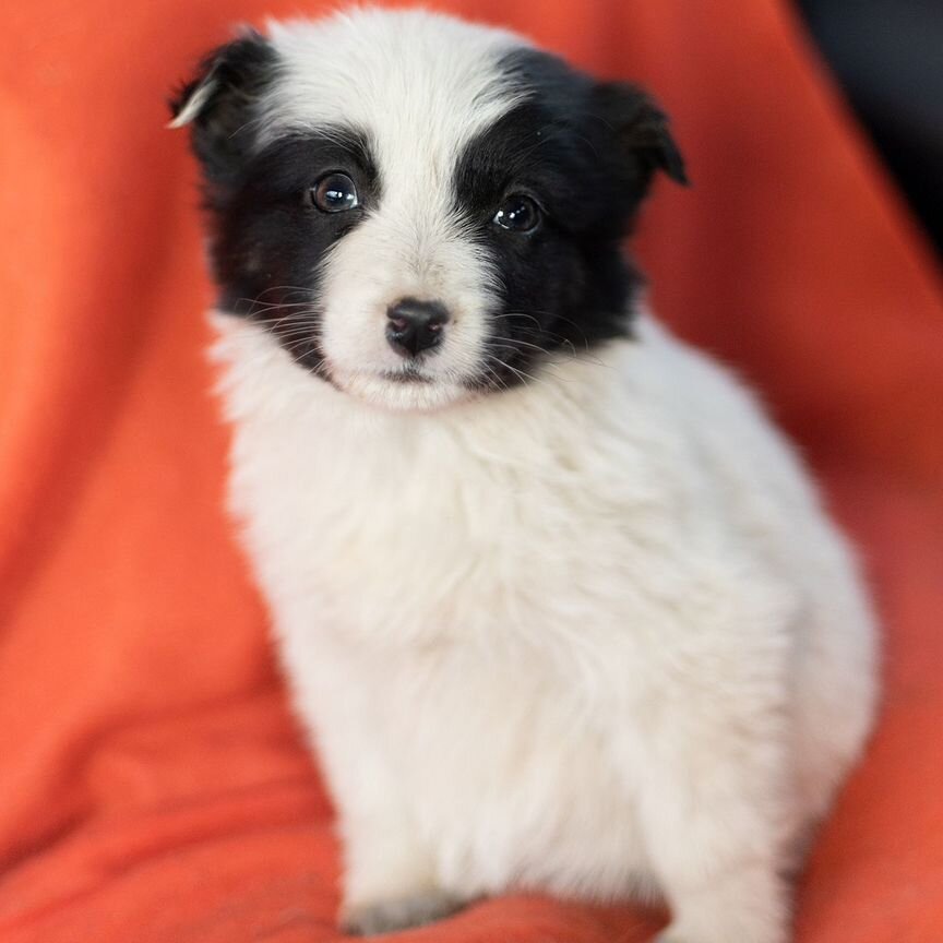 Щенок в добрые руки