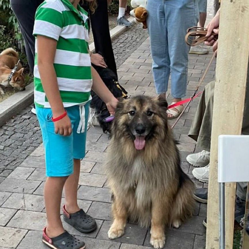 Вольф шпиц из приюта бесплатно в добрые руки