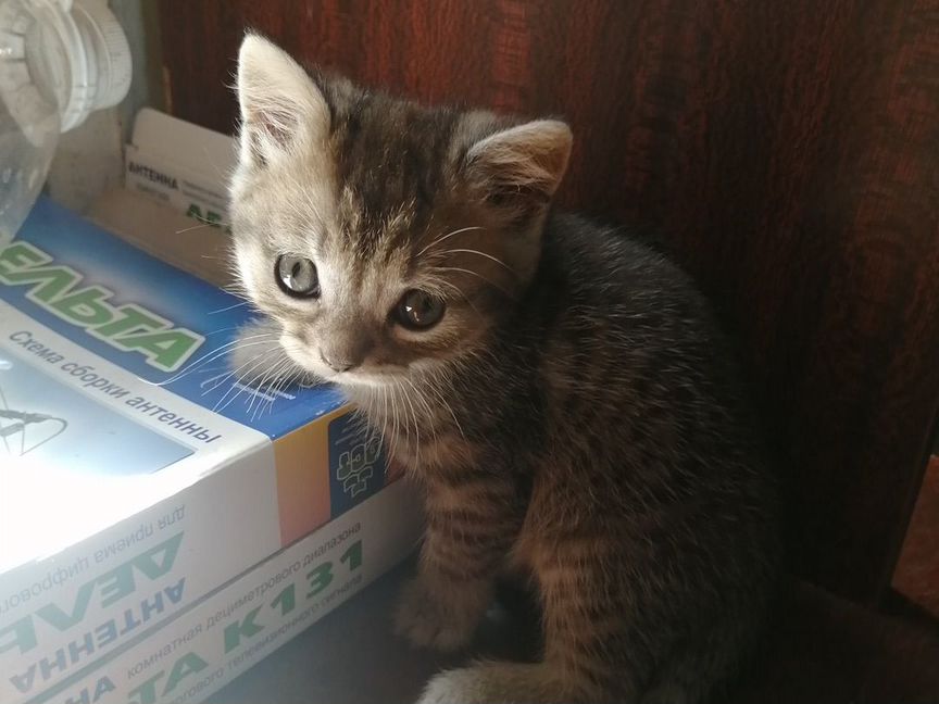 Котята отдам в добрые руки бесплатно