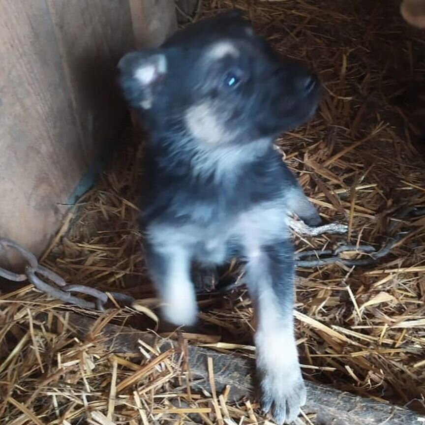 Восточно европейская овчарка