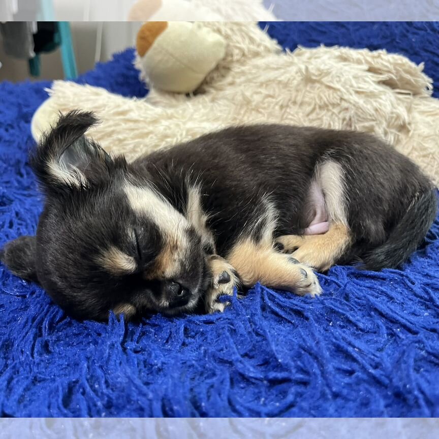 Щенок чихуахуа длиношёрстный