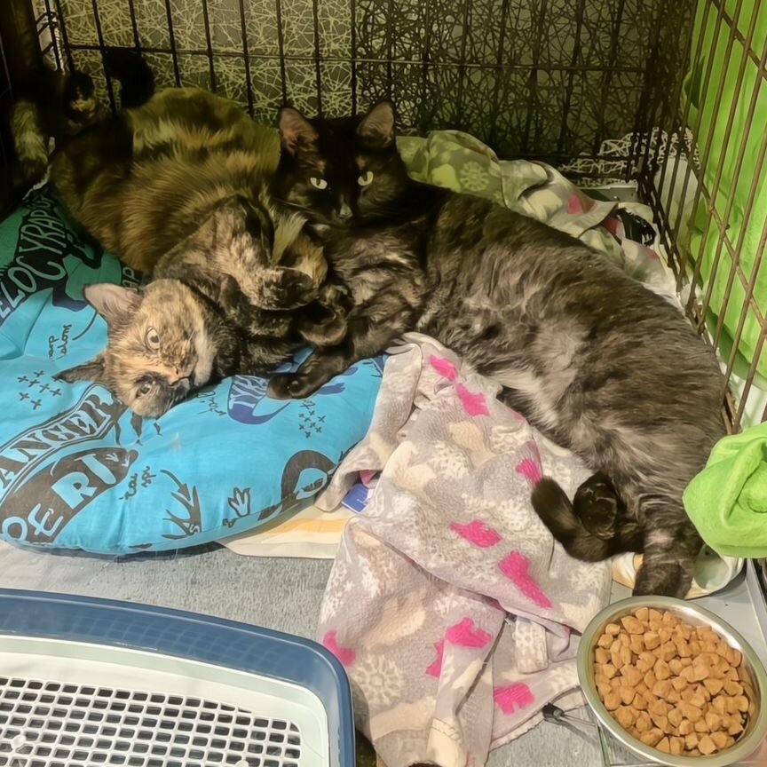 Взрослая, Девочка кошка в добрые руки