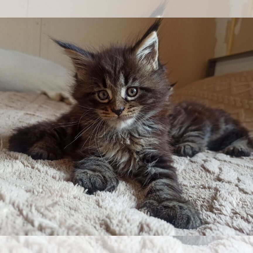 Мейн-кун котёнок
