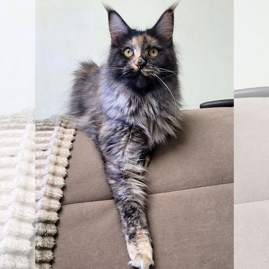 Мейн-кун, взрослая кошка