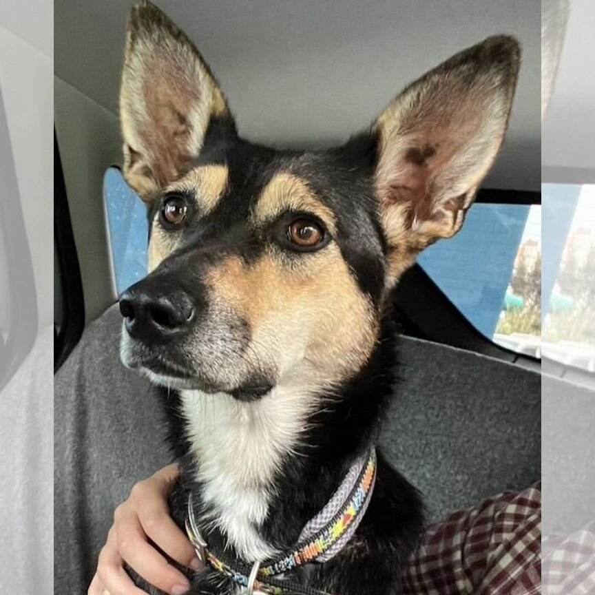 Собака в добрые руки