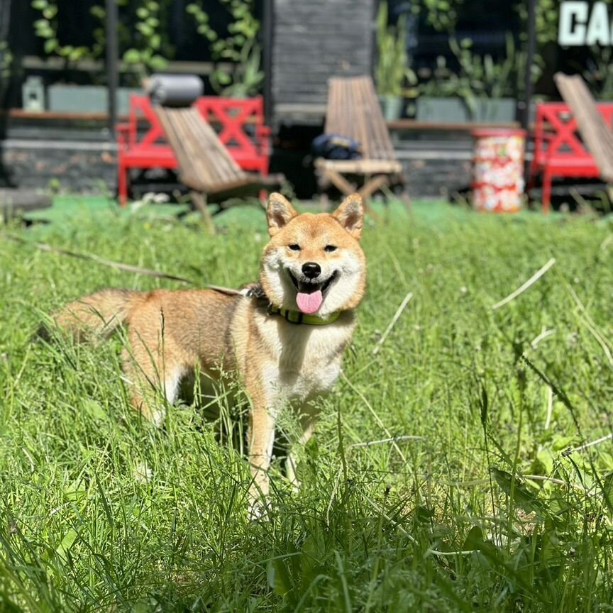 Сиба ину ищет новый дом
