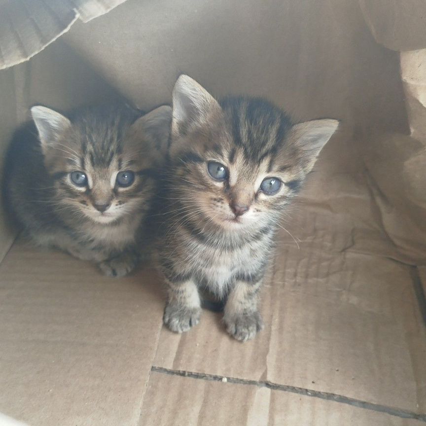 Бенгальские котята в добрые руки